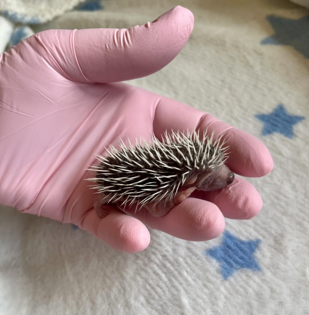 Małe jeże przychodzą na świat – jak chronić te pożyteczne ssaki?