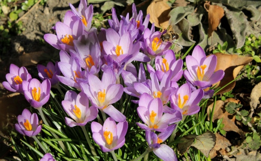 Szafran uprawny – właściwości i zastosowanie